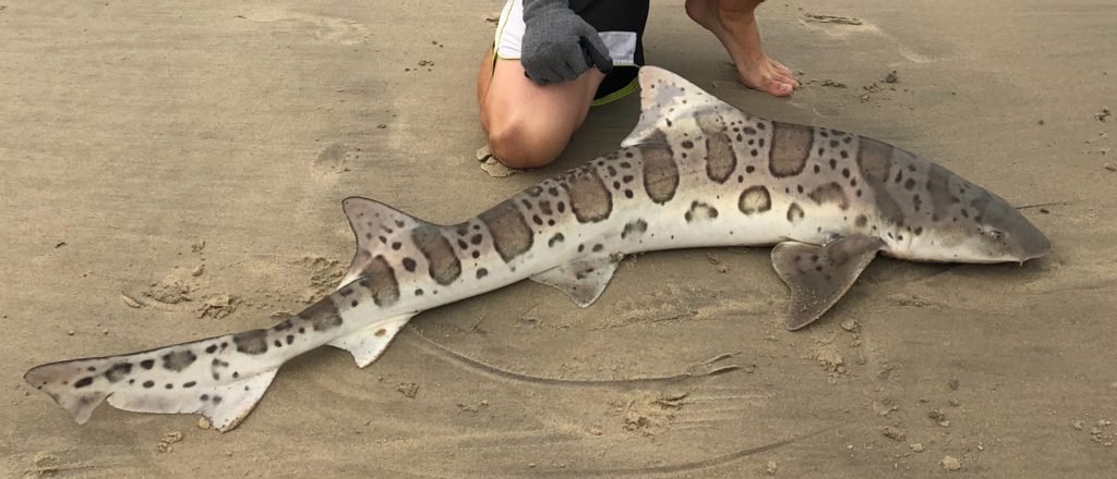 Leopard Shark Fishing San Diego- Surf Fishing San Diego