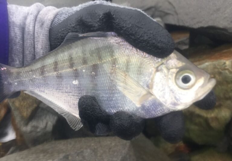 Surf Perch Fishing: Best Bait, Rigs, Rods, Gear and Tackle