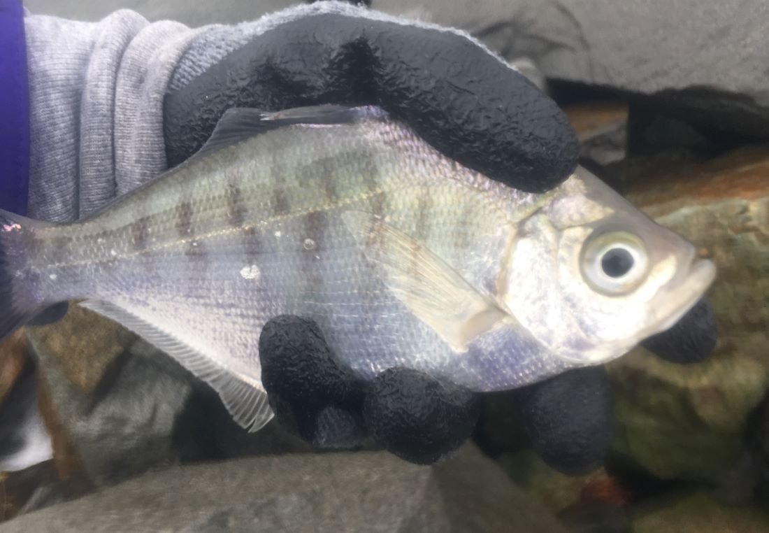 Surf Perch Fishing: Best Bait, Rigs, Rods, Gear and Tackle