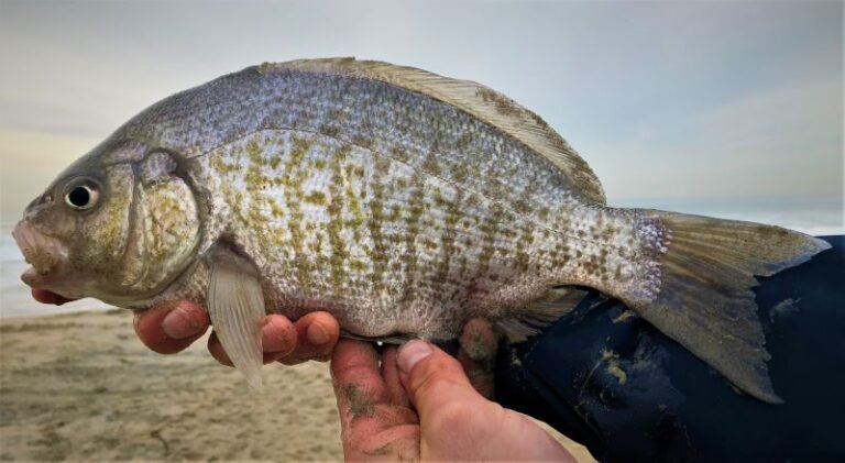 Common Fish Species, Limits, and Other Regulations for Surf Fishing