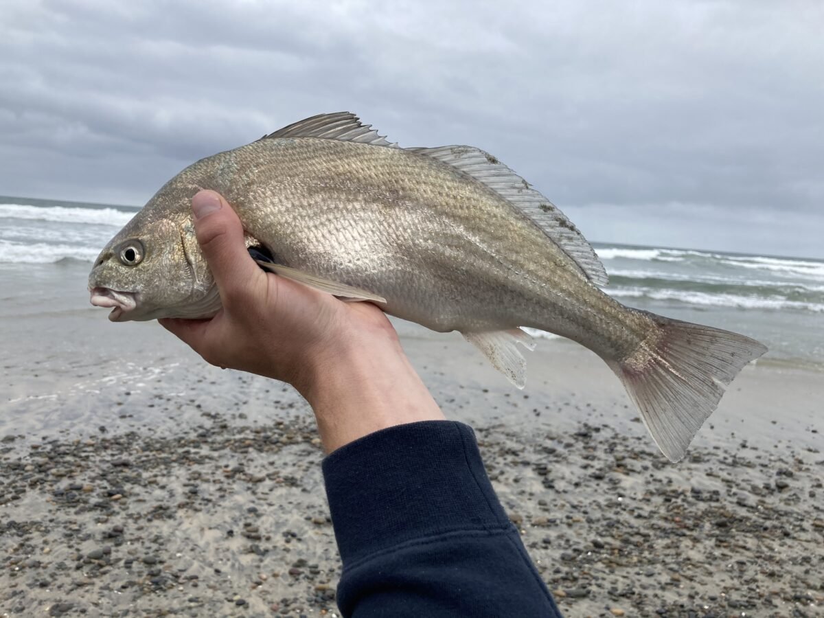 The Importance of Catch and Release - Surf Fishing In So Cal