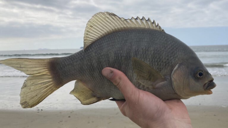 Common Fish Species, Limits, and Other Regulations for Surf Fishing