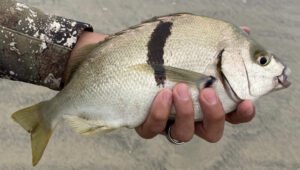 Common Fish Species, Limits, and Other Regulations for Surf Fishing