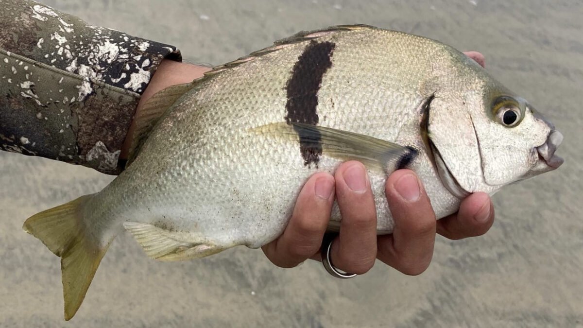 Common Fish Species, Limits, and Other Regulations for Surf Fishing