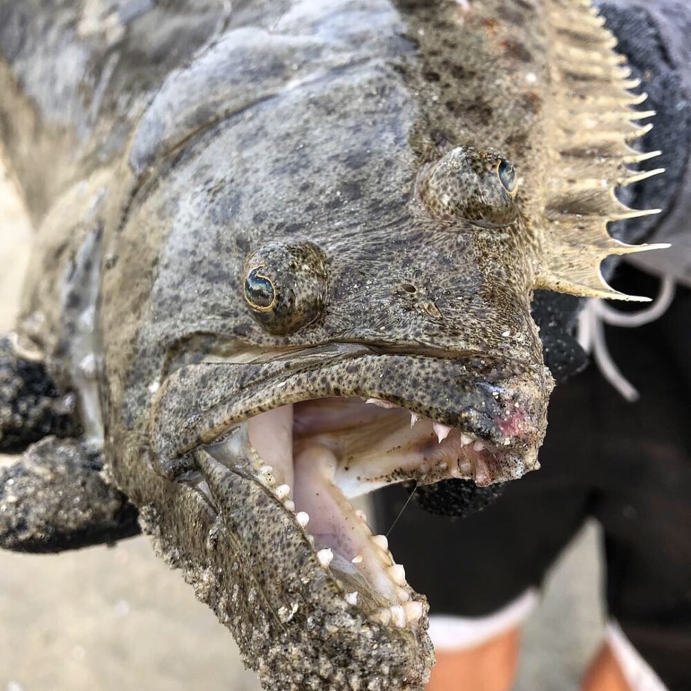 A Strange Method for Halibut Fishing: It Really Works