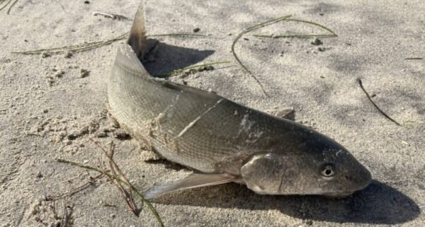 What is Fish Slime and Why Is It Important?