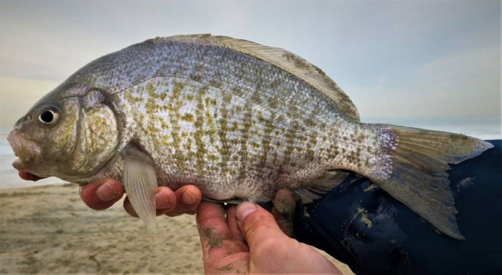 Surf Fishing How-To For Beginners: A Quick Comprehensive Guide - Surf ...