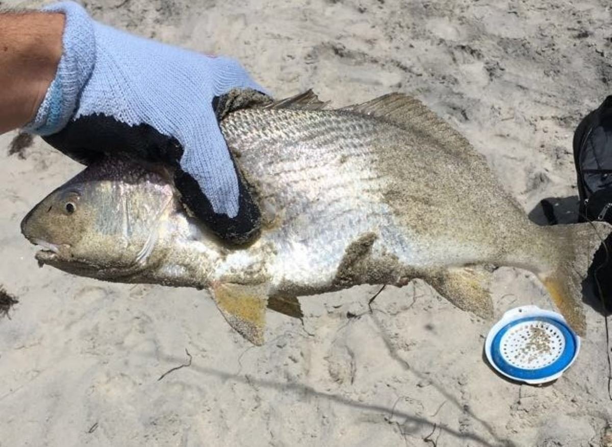 9 Ways To Accidentally Kill A Fish: Fish Handling 101