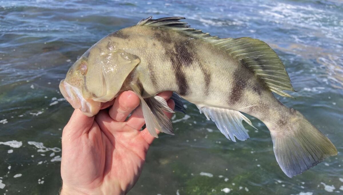 9 Ways To Accidentally Kill A Fish: Fish Handling 101