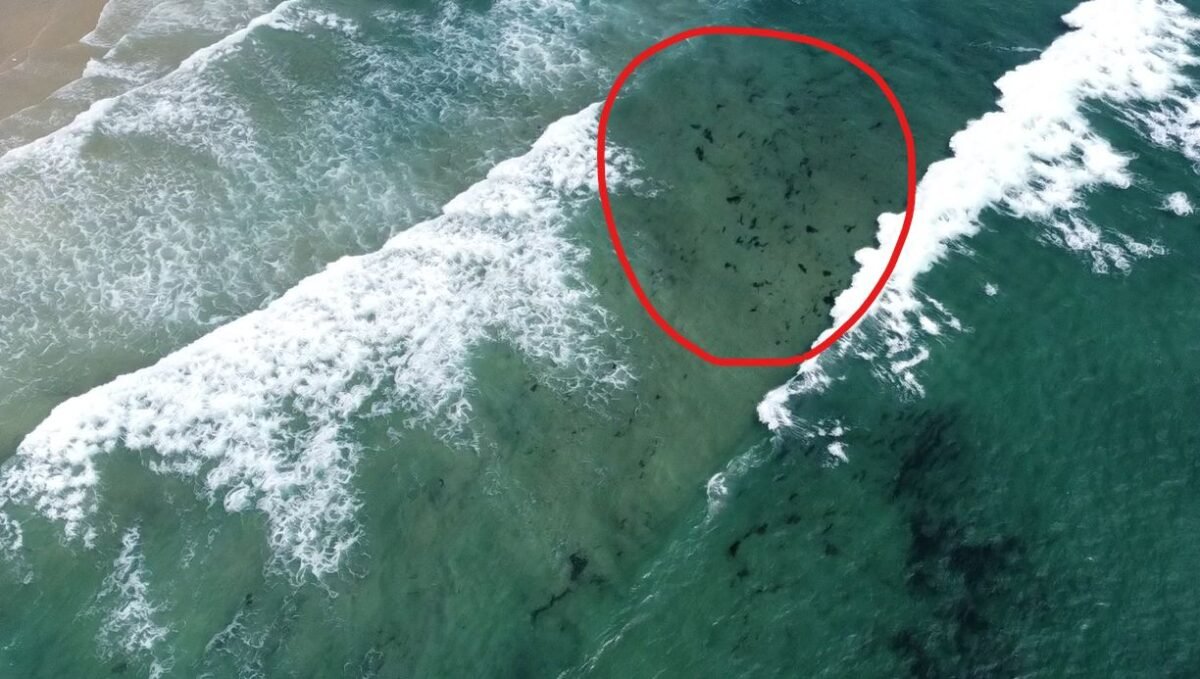5 Tips for Surf Fishing Through Seaweed