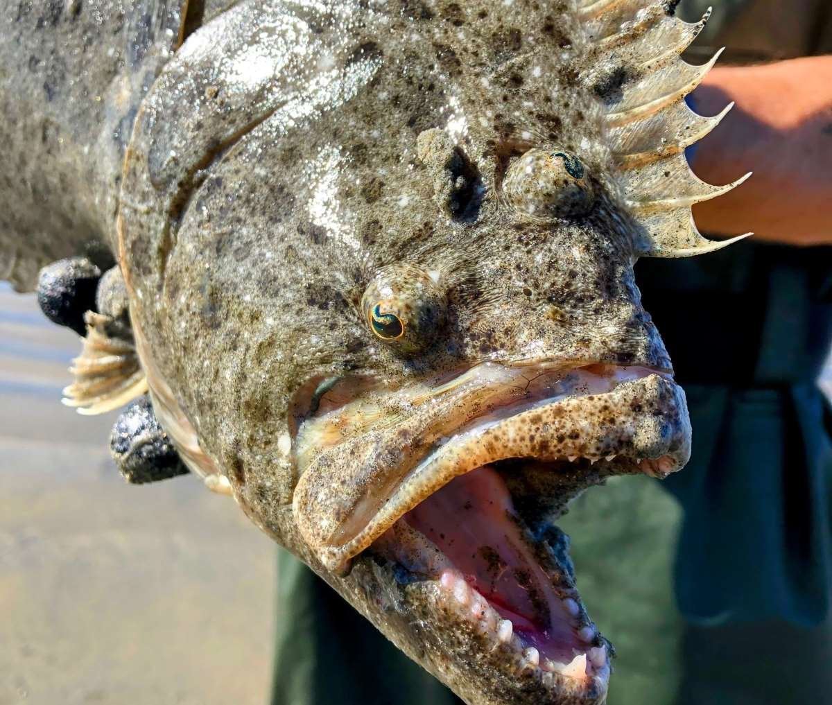 Surf Fishing In October: Best Tactics, Baits and Rigs