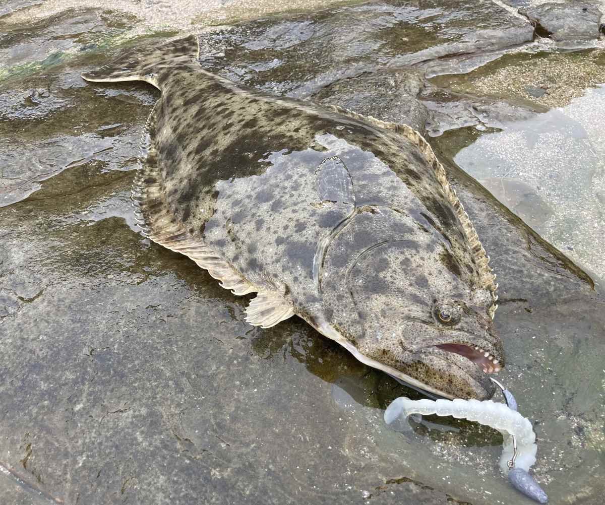 Best Lure Color for Halibut Fishing: Should You Switch Colors?