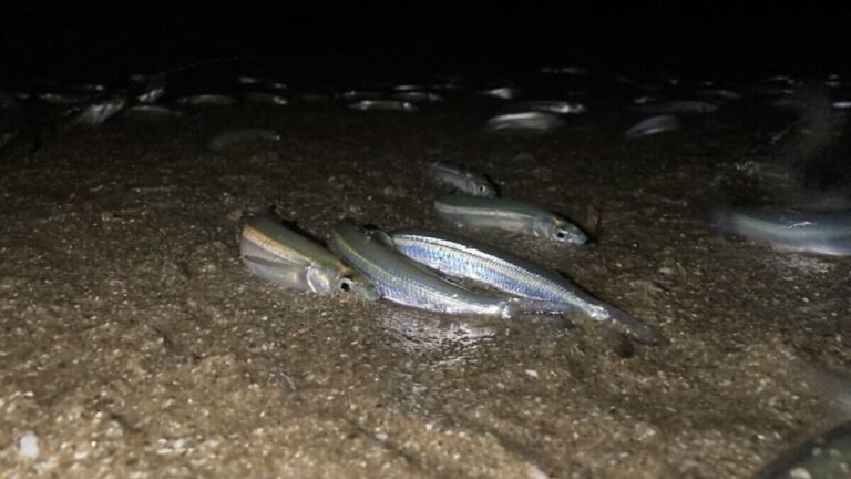 Grunion Run Fishing: Unlock The Secrets To Success